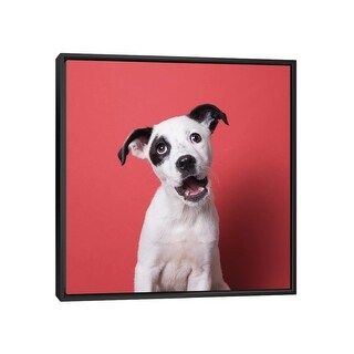 iCanvas "Basher Jr. The Rescue Puppy" by Sophie Gamand Framed Canvas Print - Bed Bath & Beyond ...